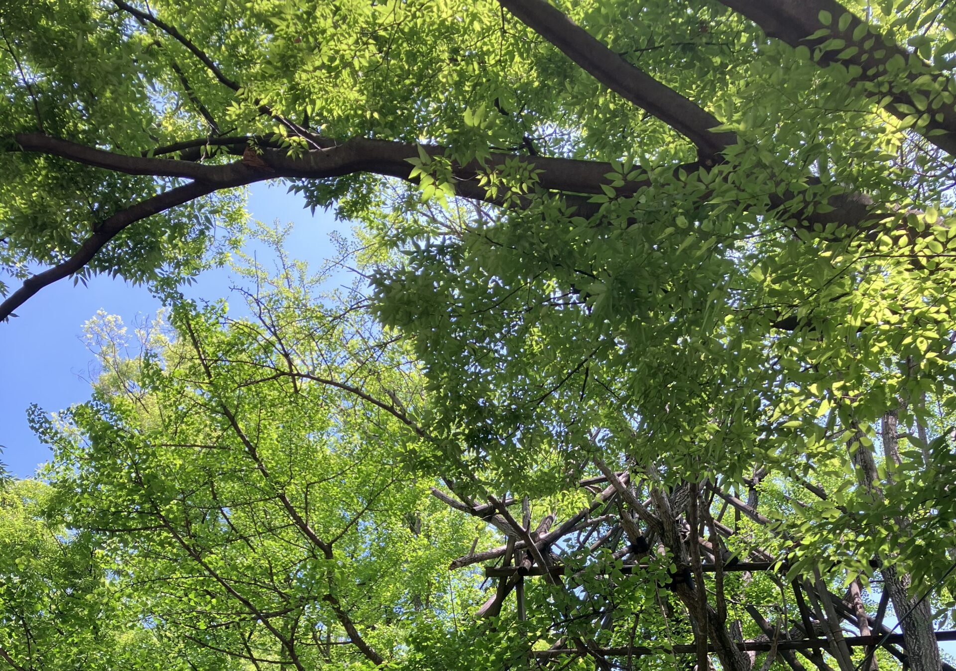 2025/07/05 – Alice Kugui